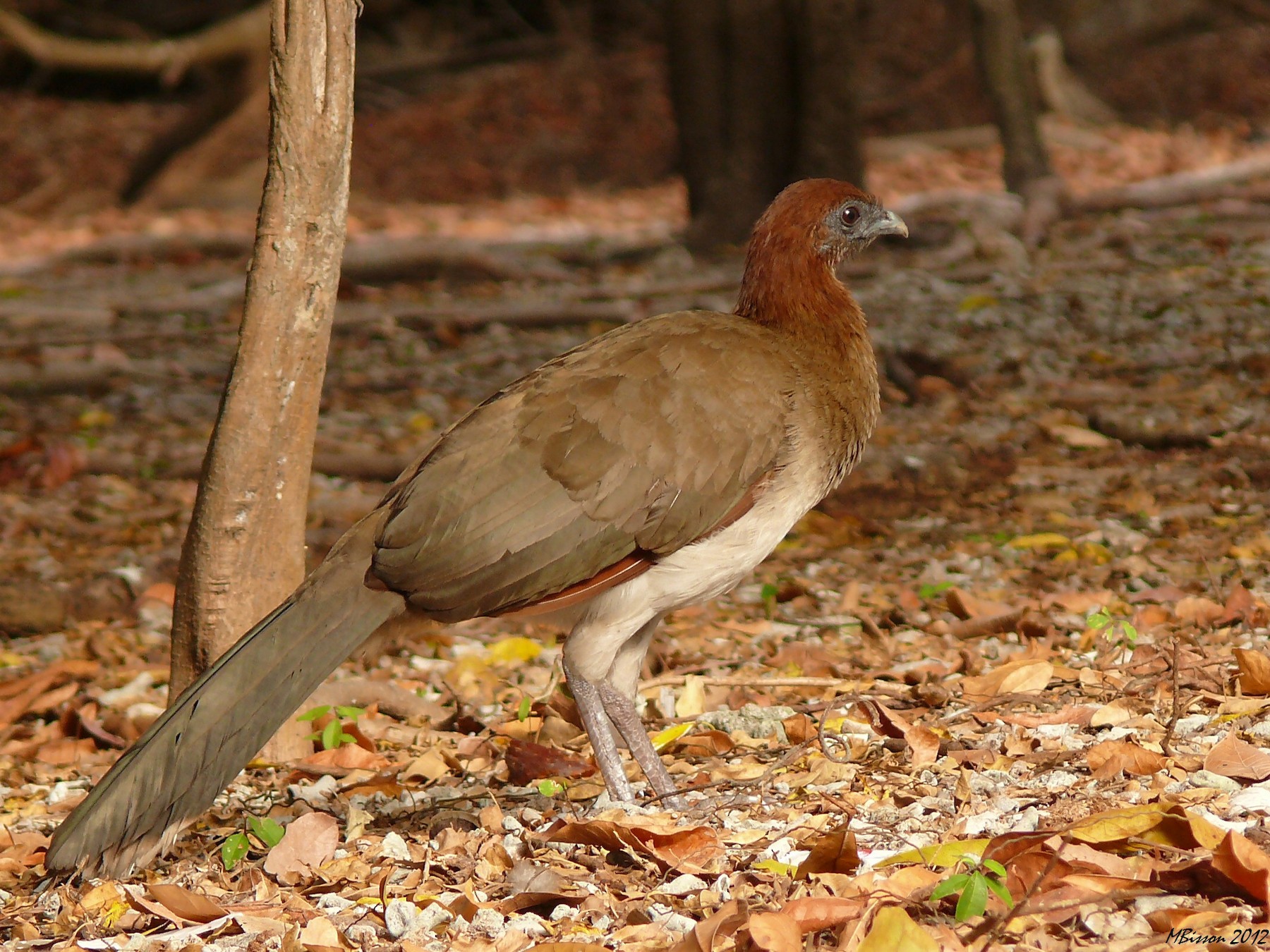 Chestnut-winged Chachalaca - eBird