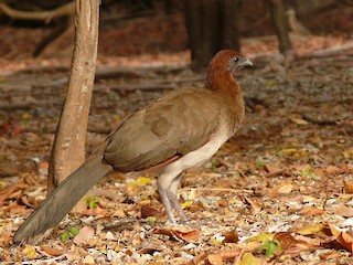 Chestnut-winged Chachalaca - eBird