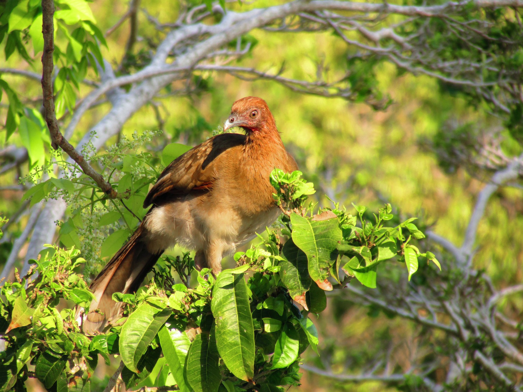 Chestnut-winged Chachalaca - eBird