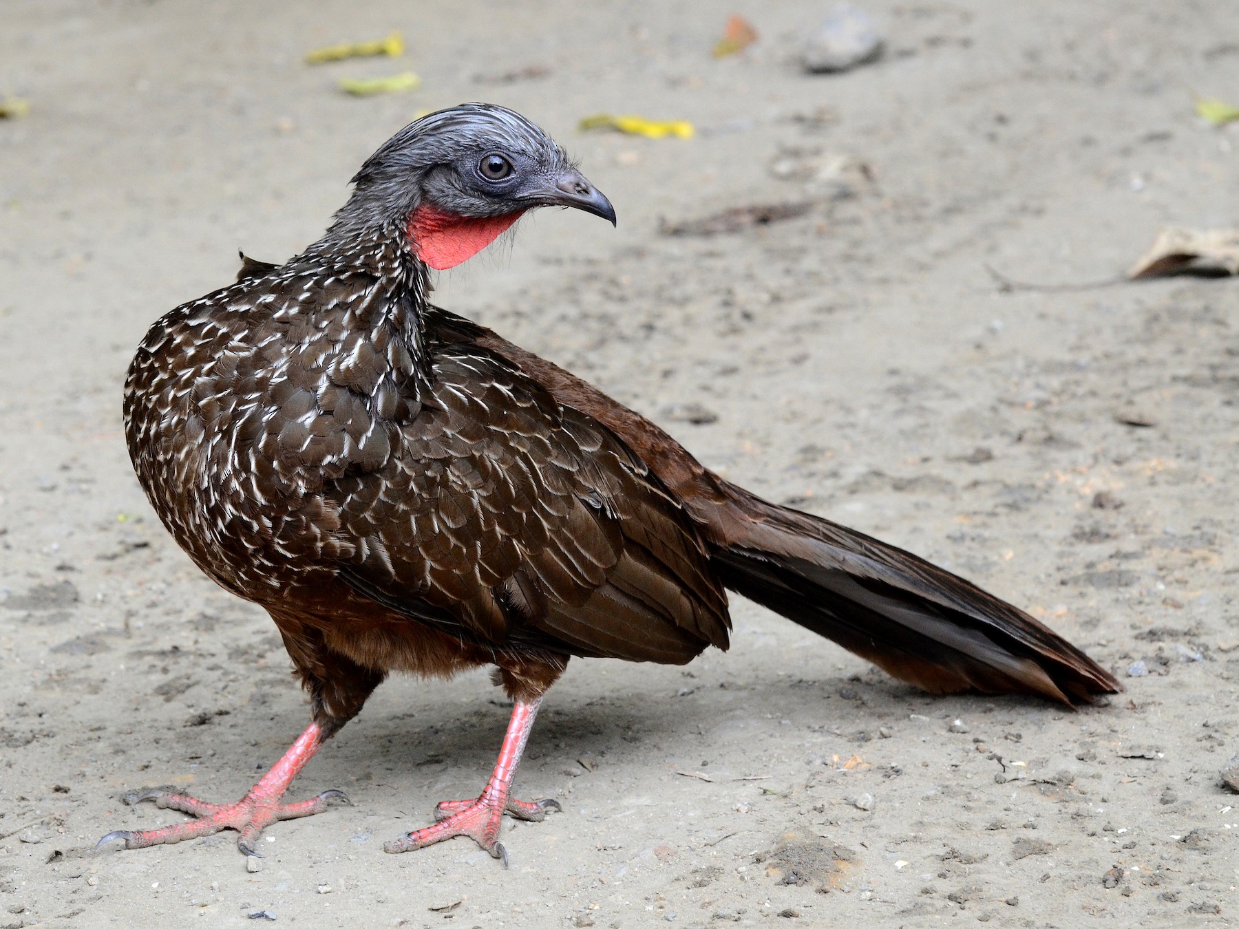 Band-tailed Guan - eBird