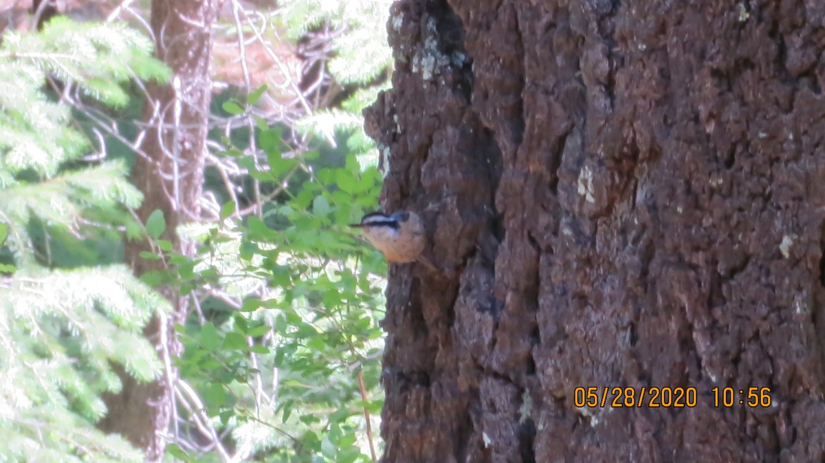 eBird Checklist - 28 May 2020 - Mt. Lemmon--Ski Valley - 23 species