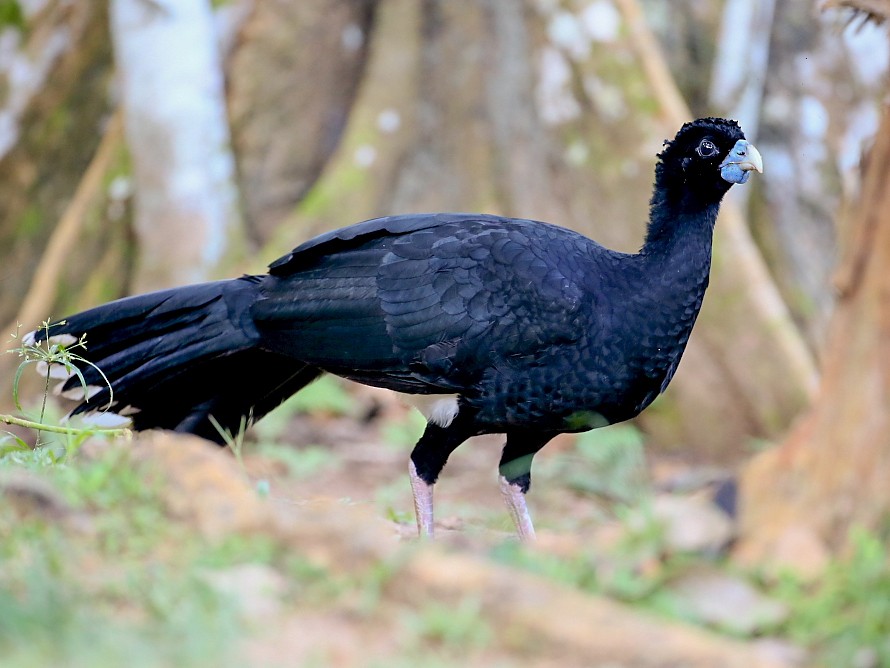 Blue-billed Curassow - eBird