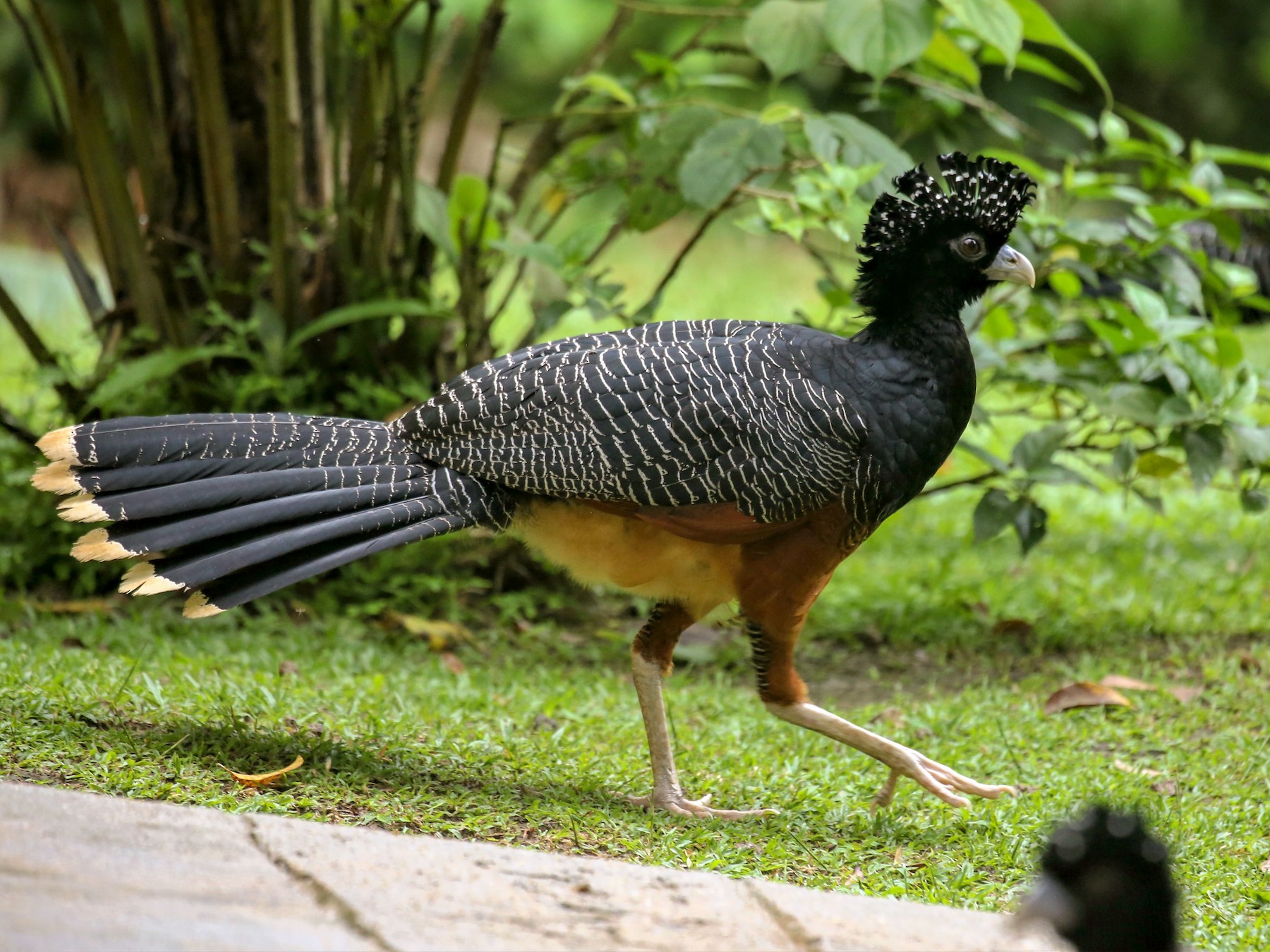 Blue-billed Curassow - eBird