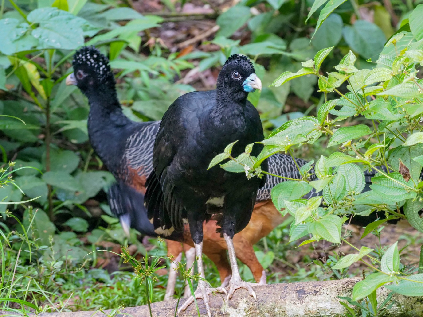 Blue-billed Curassow - eBird