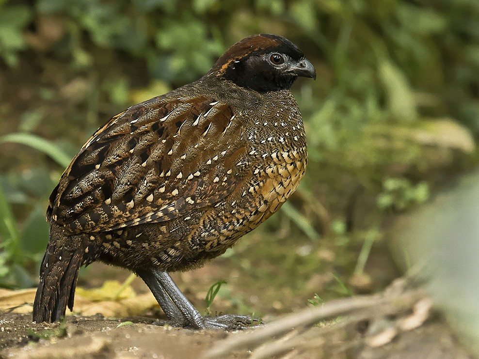Black-fronted Wood-Quail - eBird