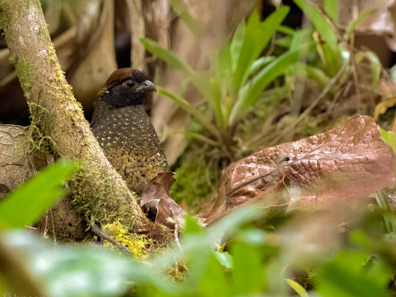 Black-fronted Wood-Quail - eBird