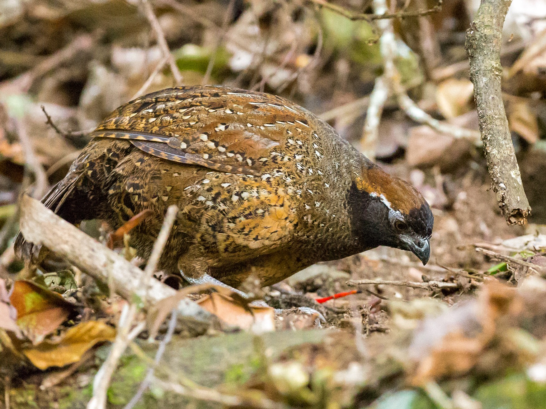 Black-fronted Wood-Quail - eBird