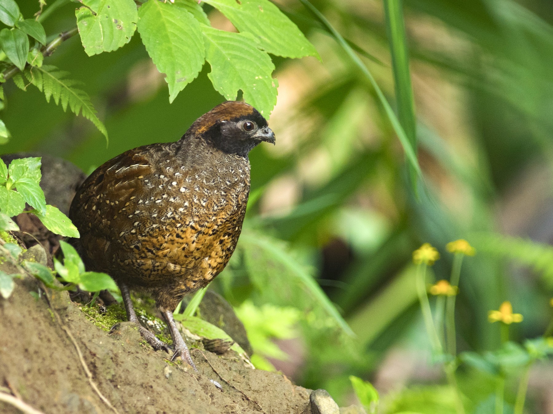 Black-fronted Wood-Quail - eBird