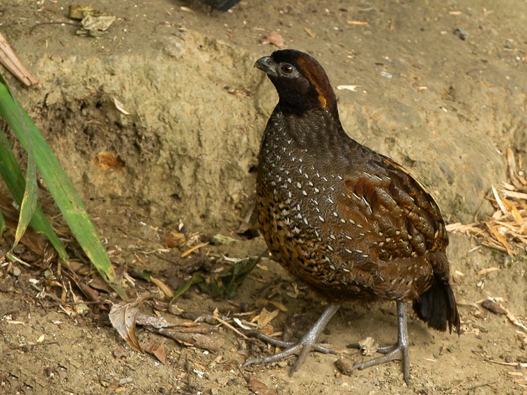 Black-fronted Wood-Quail - eBird