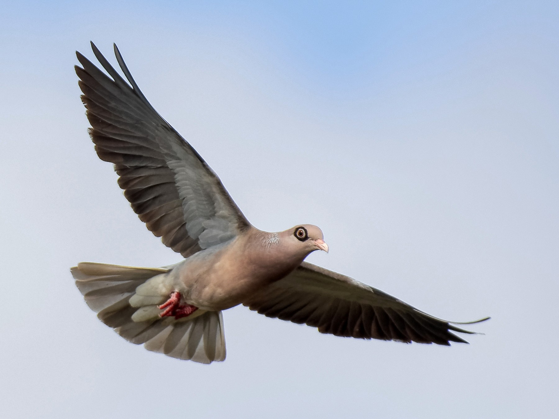 Bare-eyed pigeon - eBird