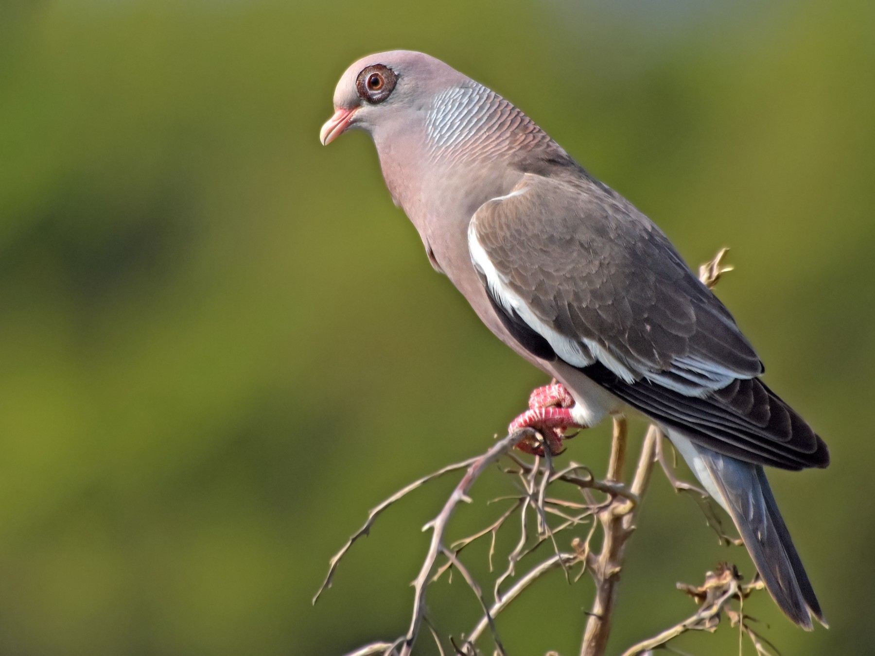 Bare-eyed Pigeon - eBird