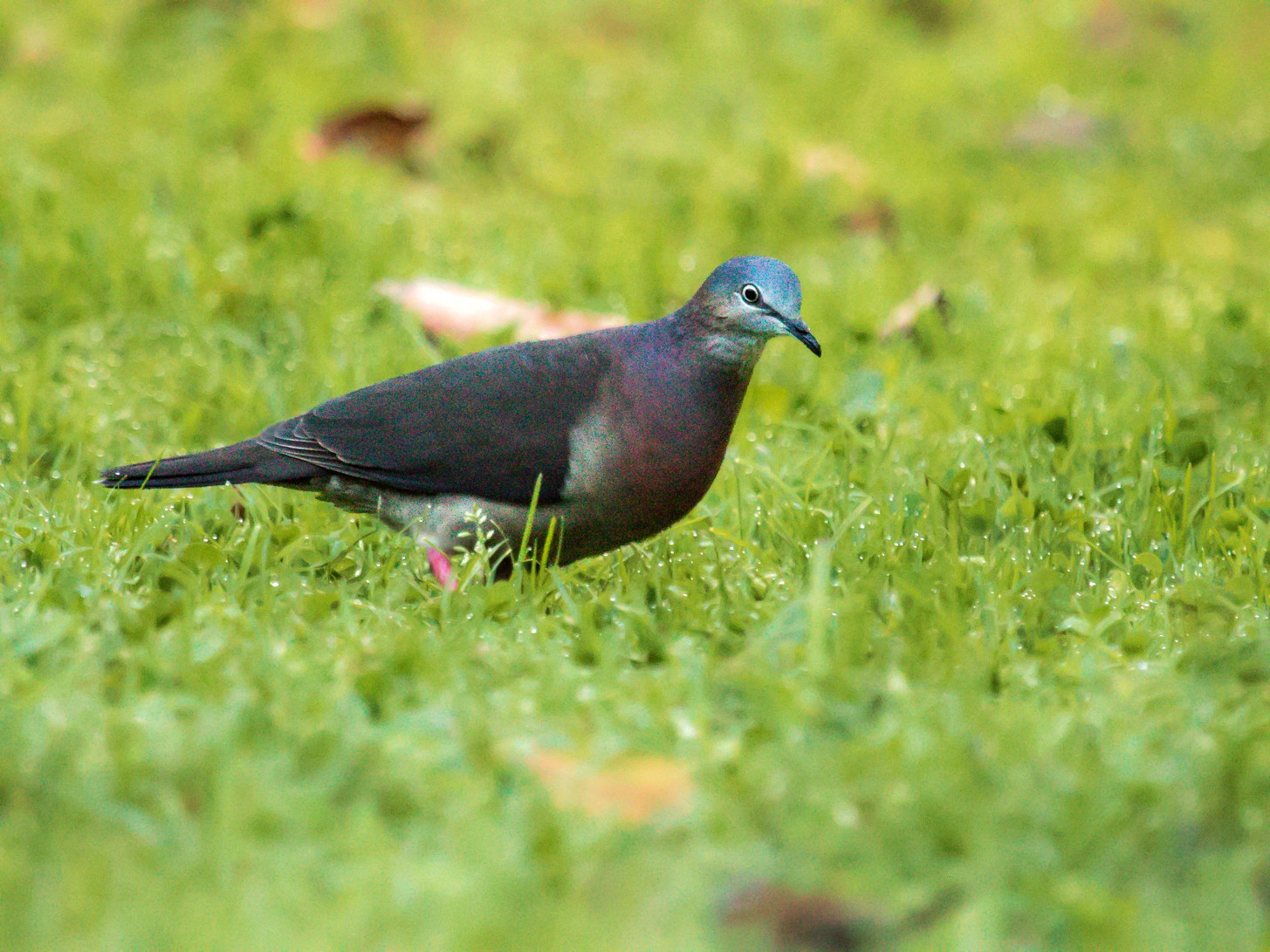 Tolima Dove - eBird