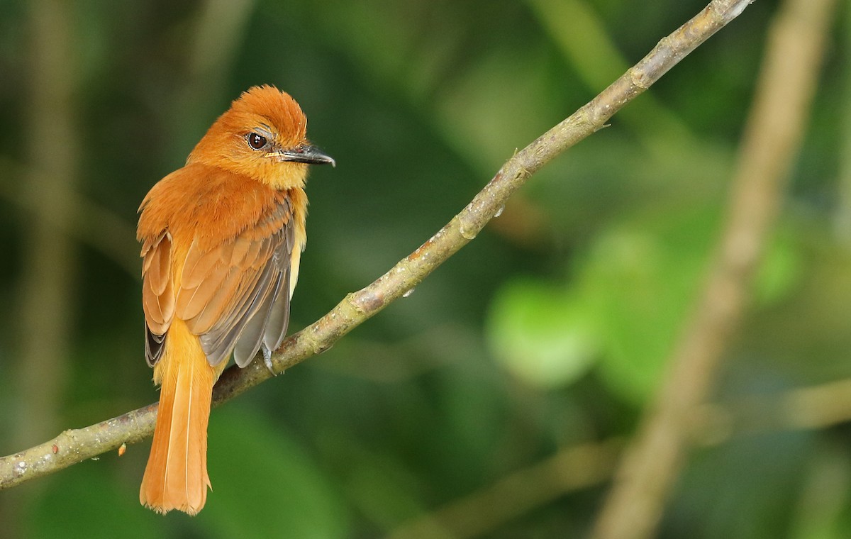 Cinnamon Attila - Attila cinnamomeus - Birds of the World