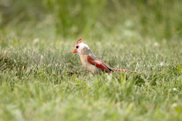 Photos - Northern Cardinal - Cardinalis cardinalis - Birds of the World