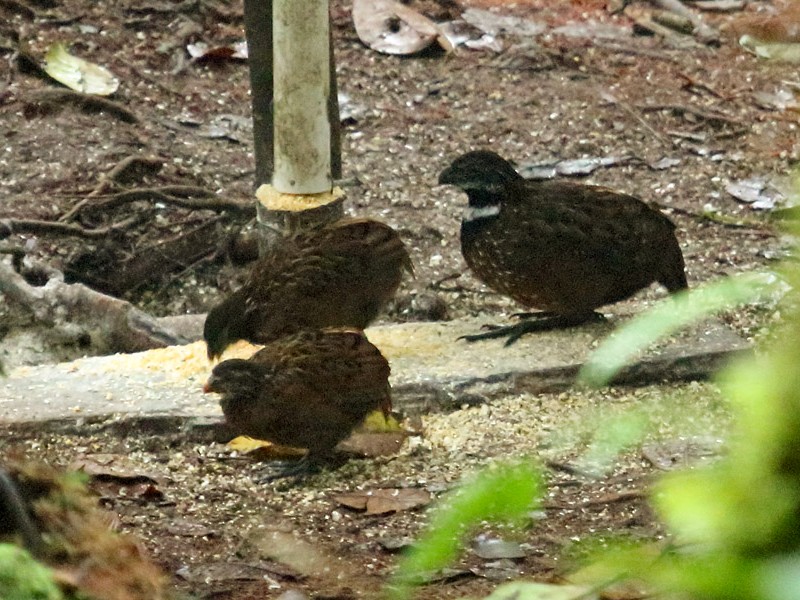 Gorgeted Wood-Quail - eBird