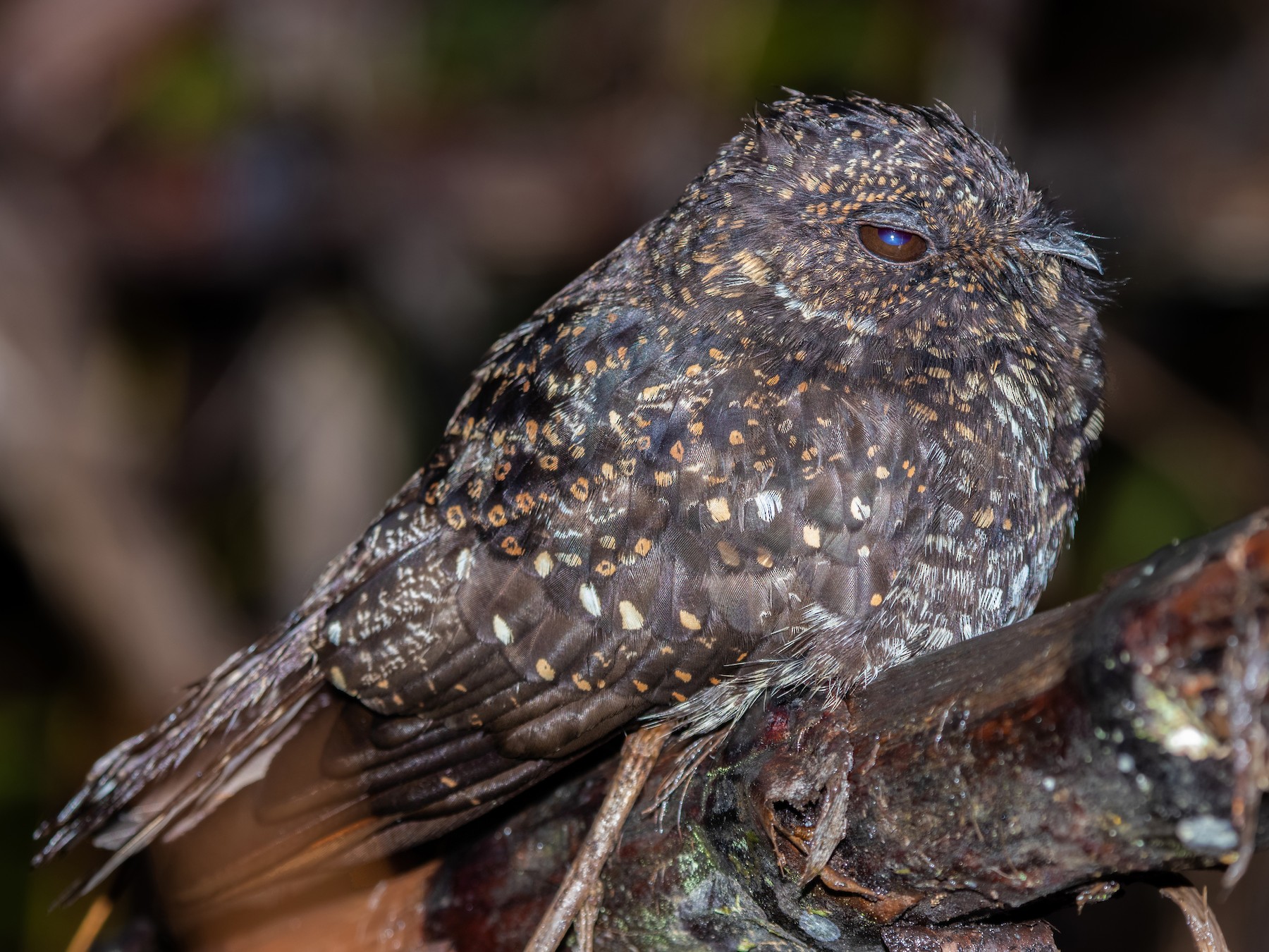 Roraiman Nightjar - eBird
