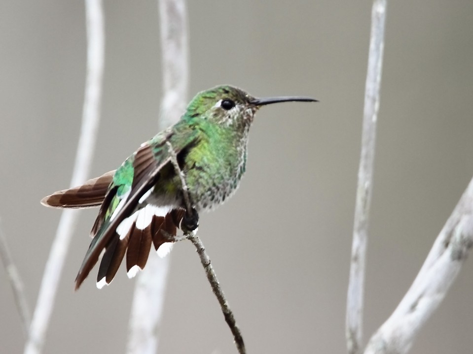 Tepui Goldenthroat - eBird
