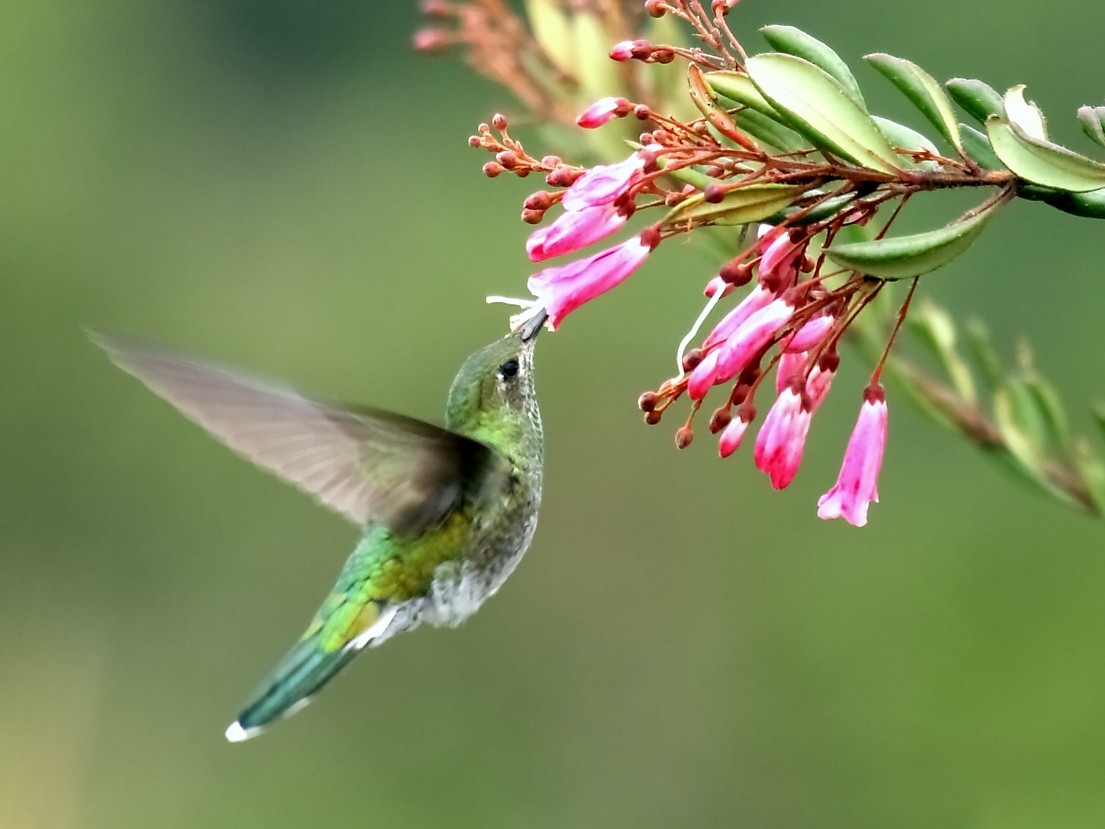 Tepui Goldenthroat - eBird
