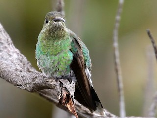 Tepui Goldenthroat - eBird