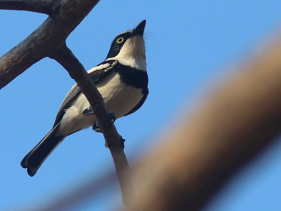 Pale Batis - eBird