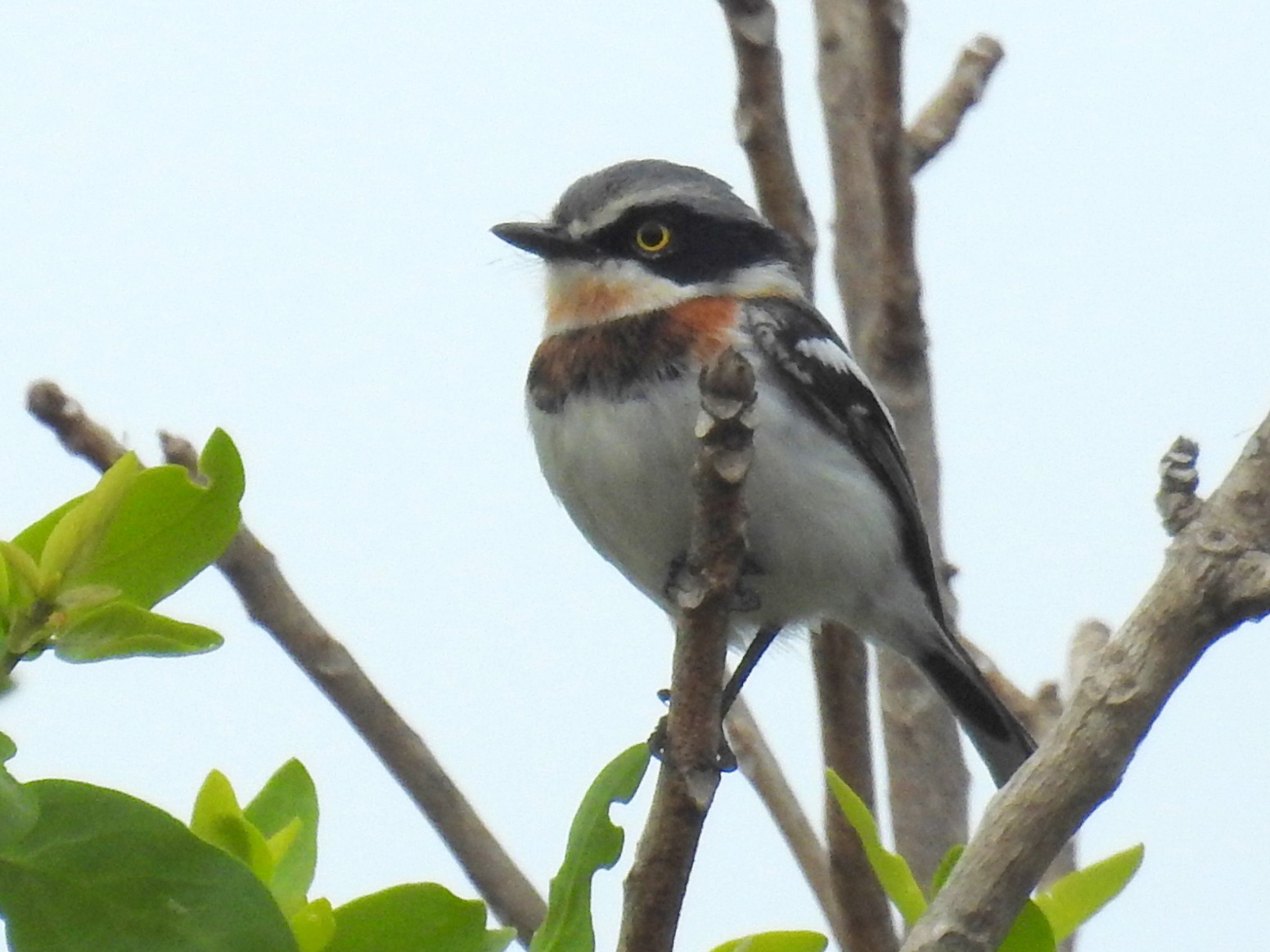 Pale Batis - eBird