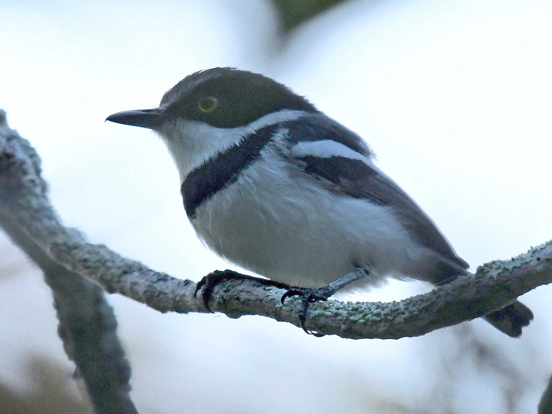 Batis Pálido - eBird
