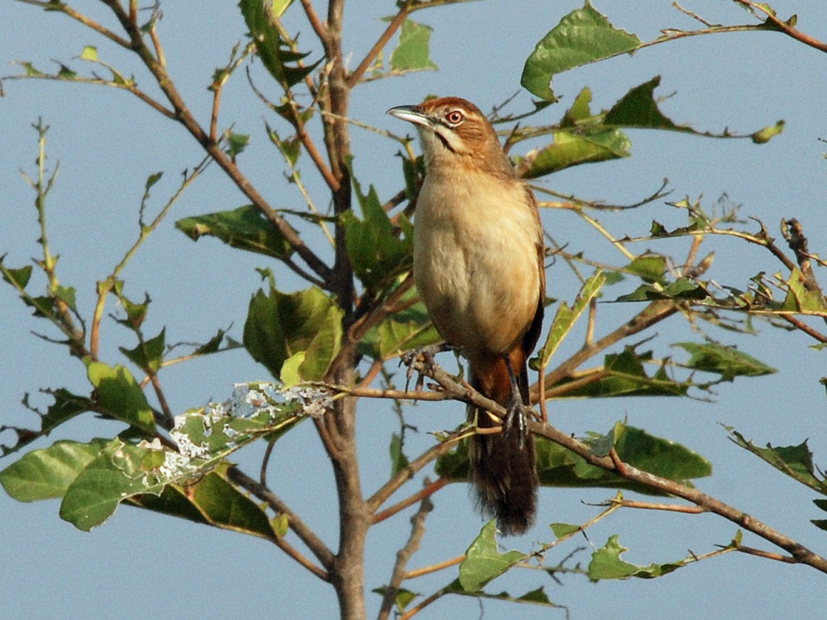 Moustached Grass-Warbler - eBird