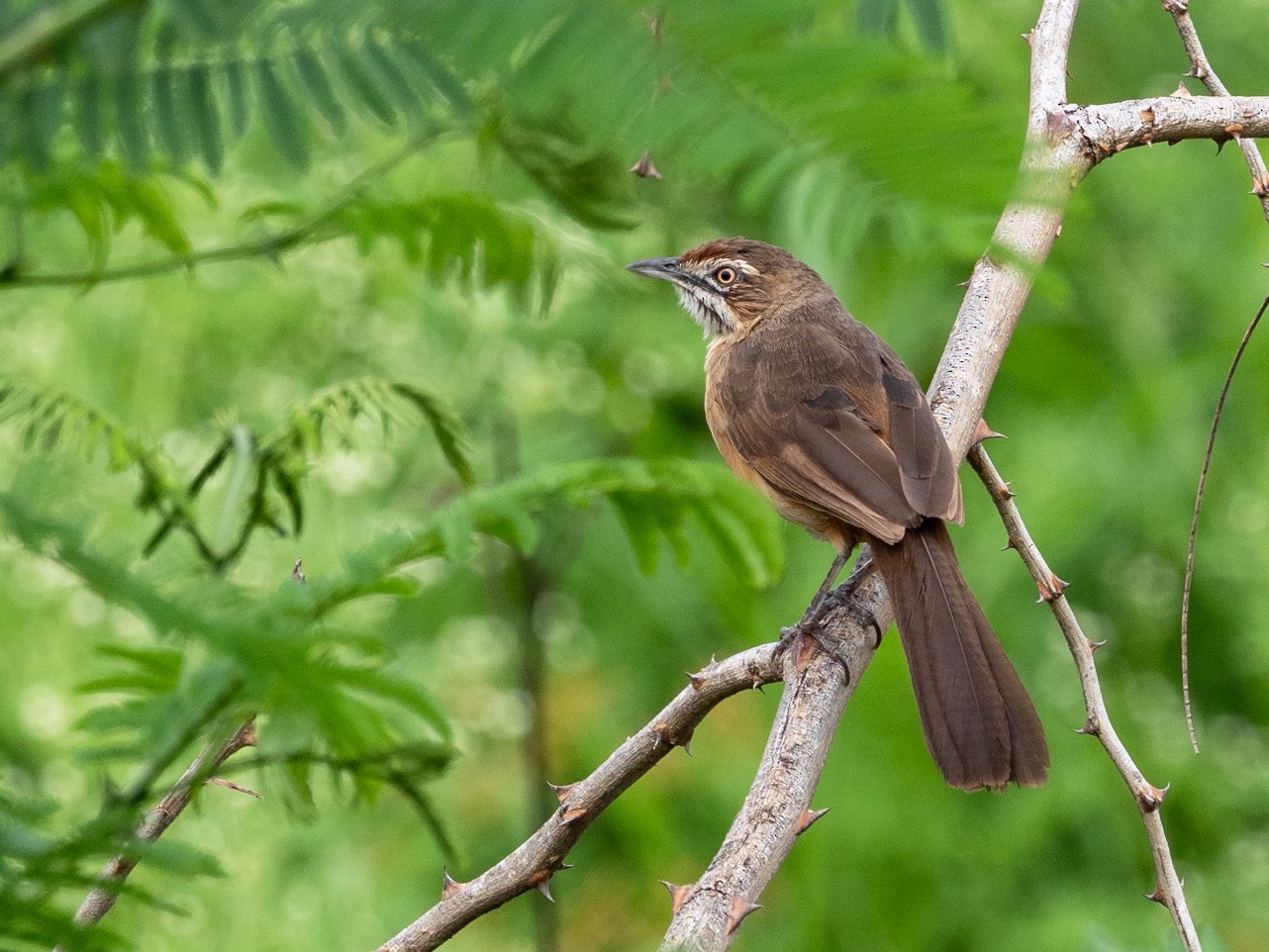 Moustached Grass-Warbler - eBird