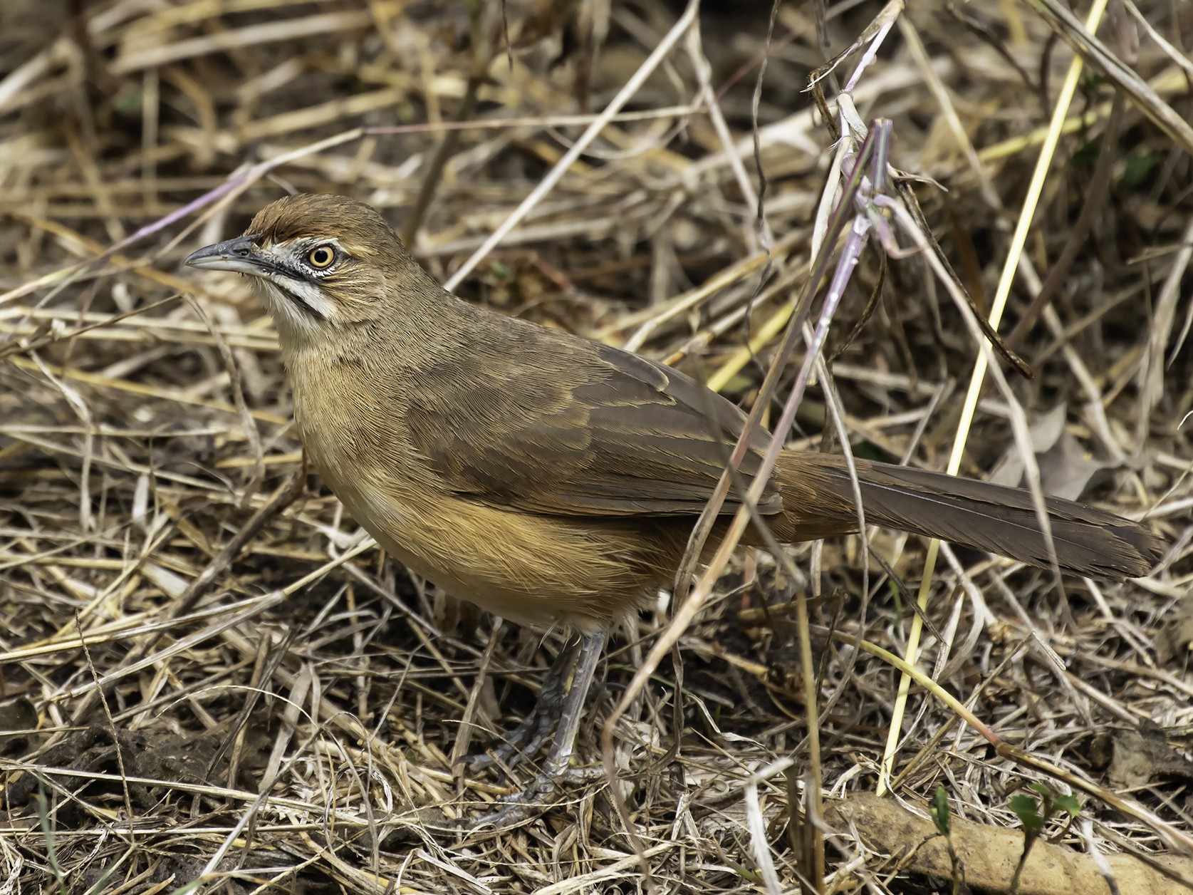 Moustached Grass-Warbler - eBird
