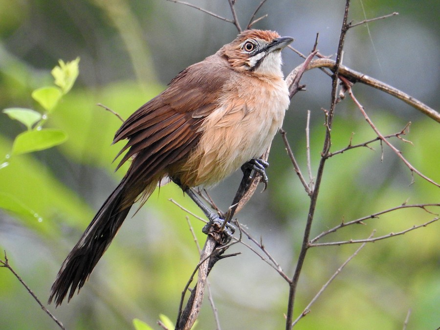 Moustached Grass-Warbler - eBird