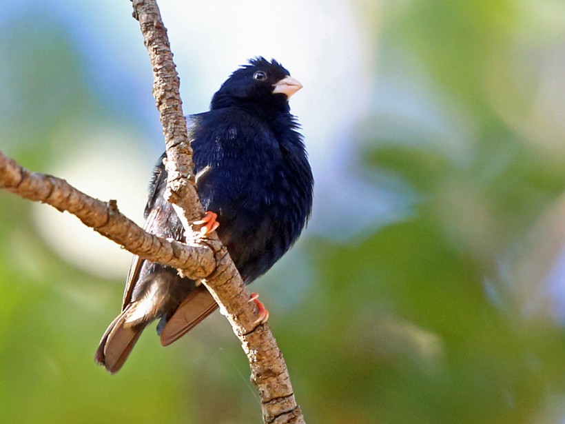 Zambezi Indigobird - eBird