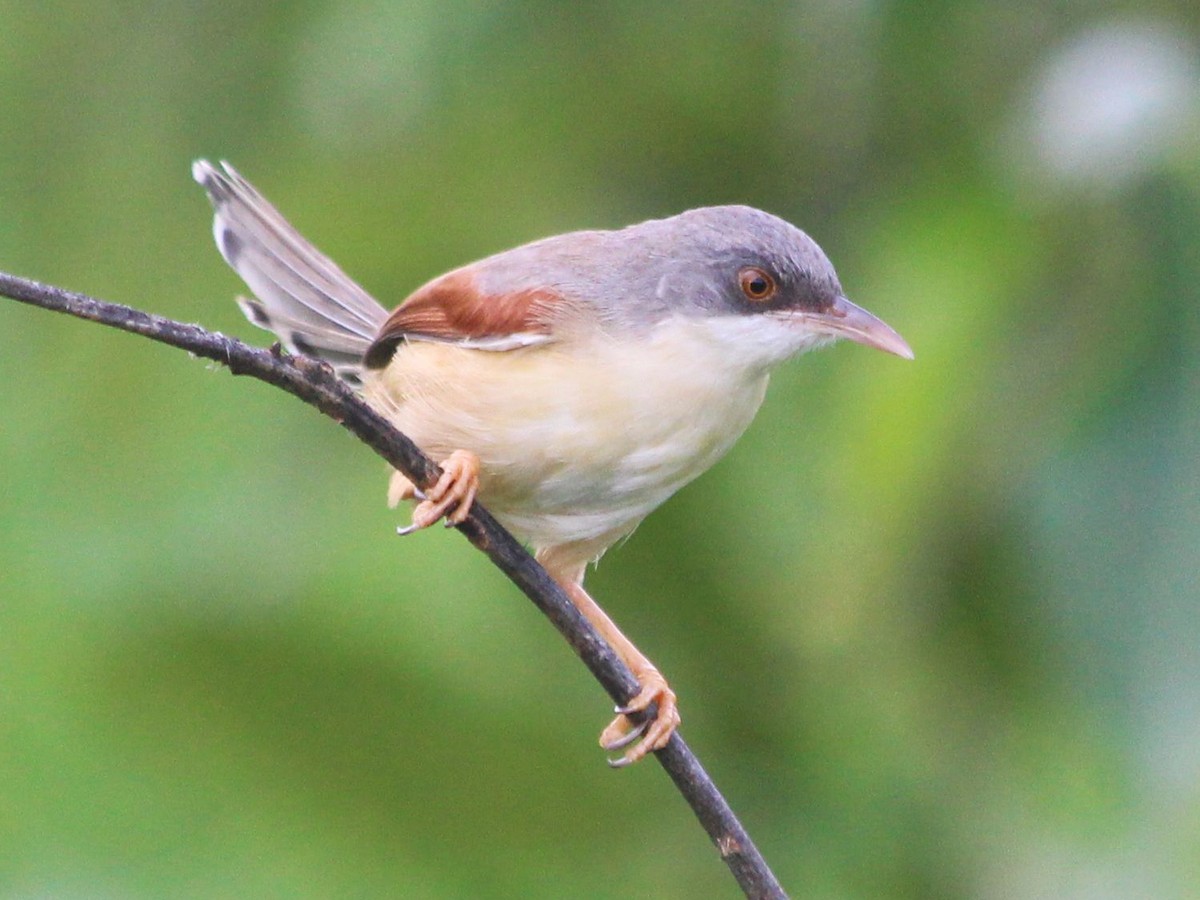 Red-winged Prinia - Prinia erythroptera - Birds of the World