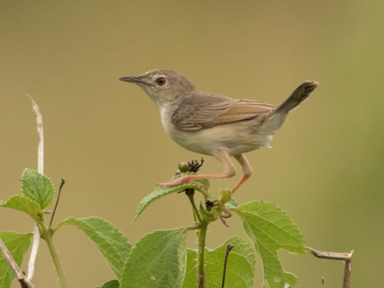 Short-winged Cisticola - eBird