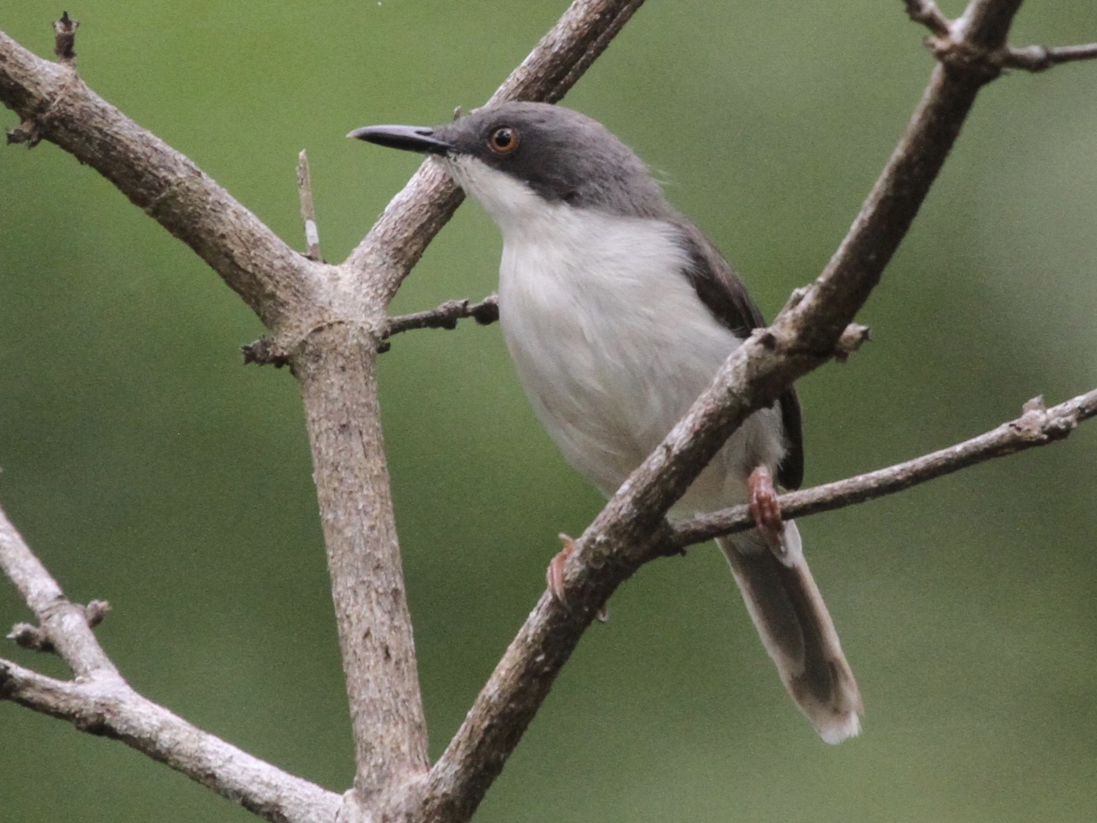 Black-headed Apalis - eBird