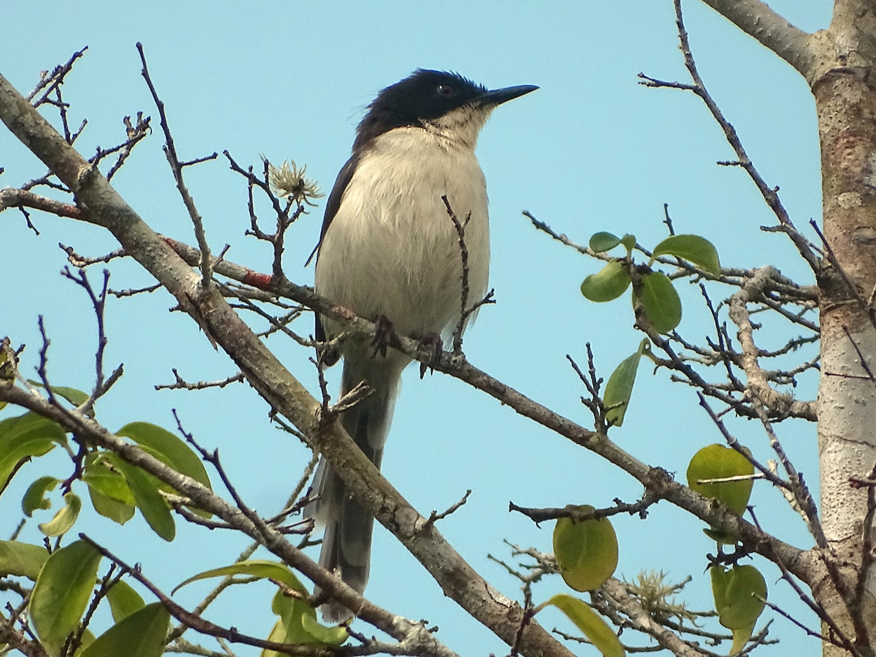 Black-headed Apalis - eBird