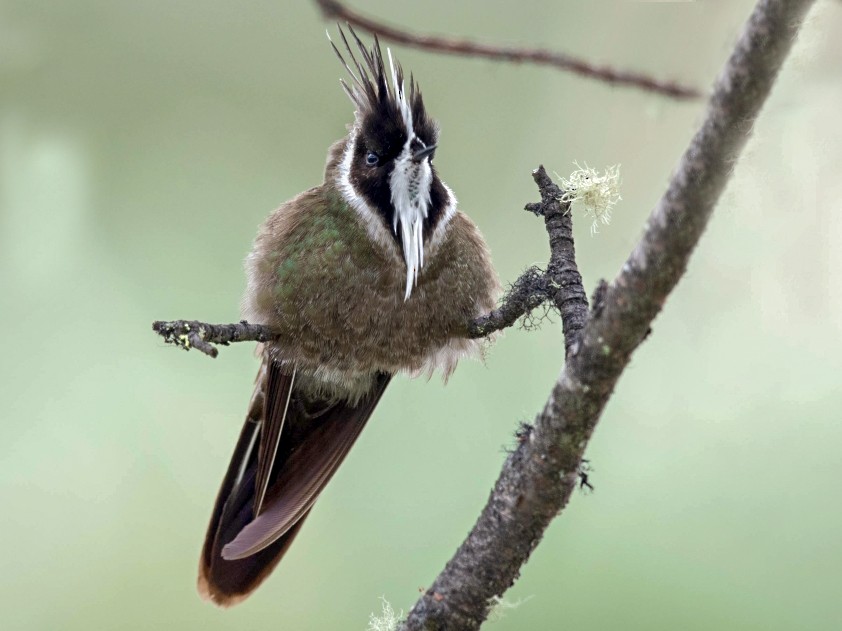 White-bearded Helmetcrest - eBird