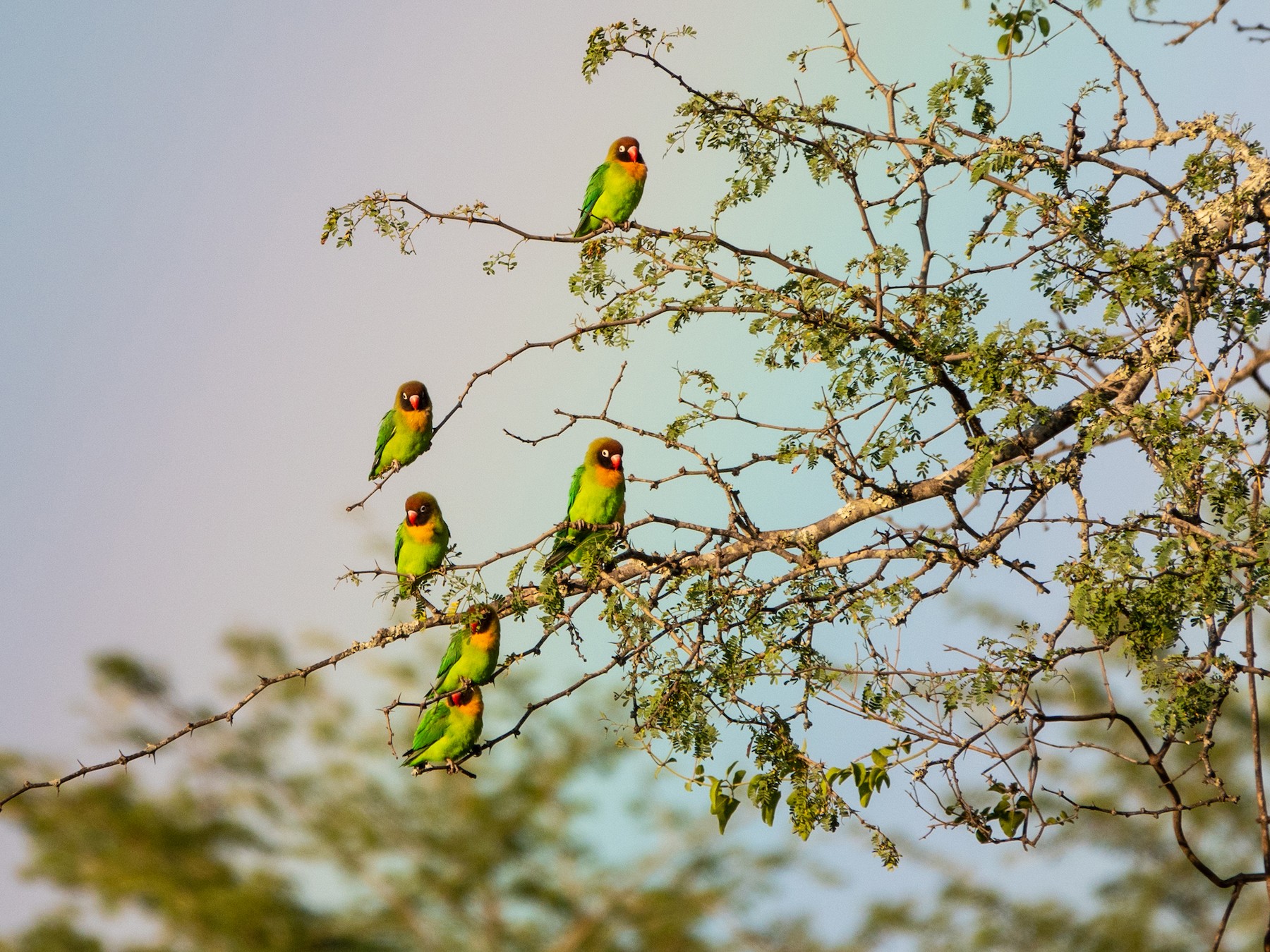 Inseparable cachetón - eBird