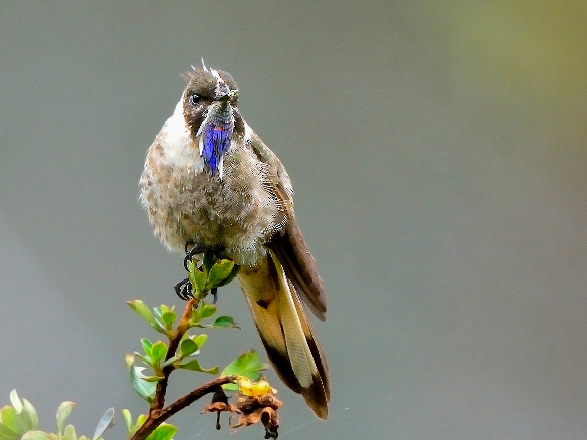 Blue-bearded Helmetcrest - eBird
