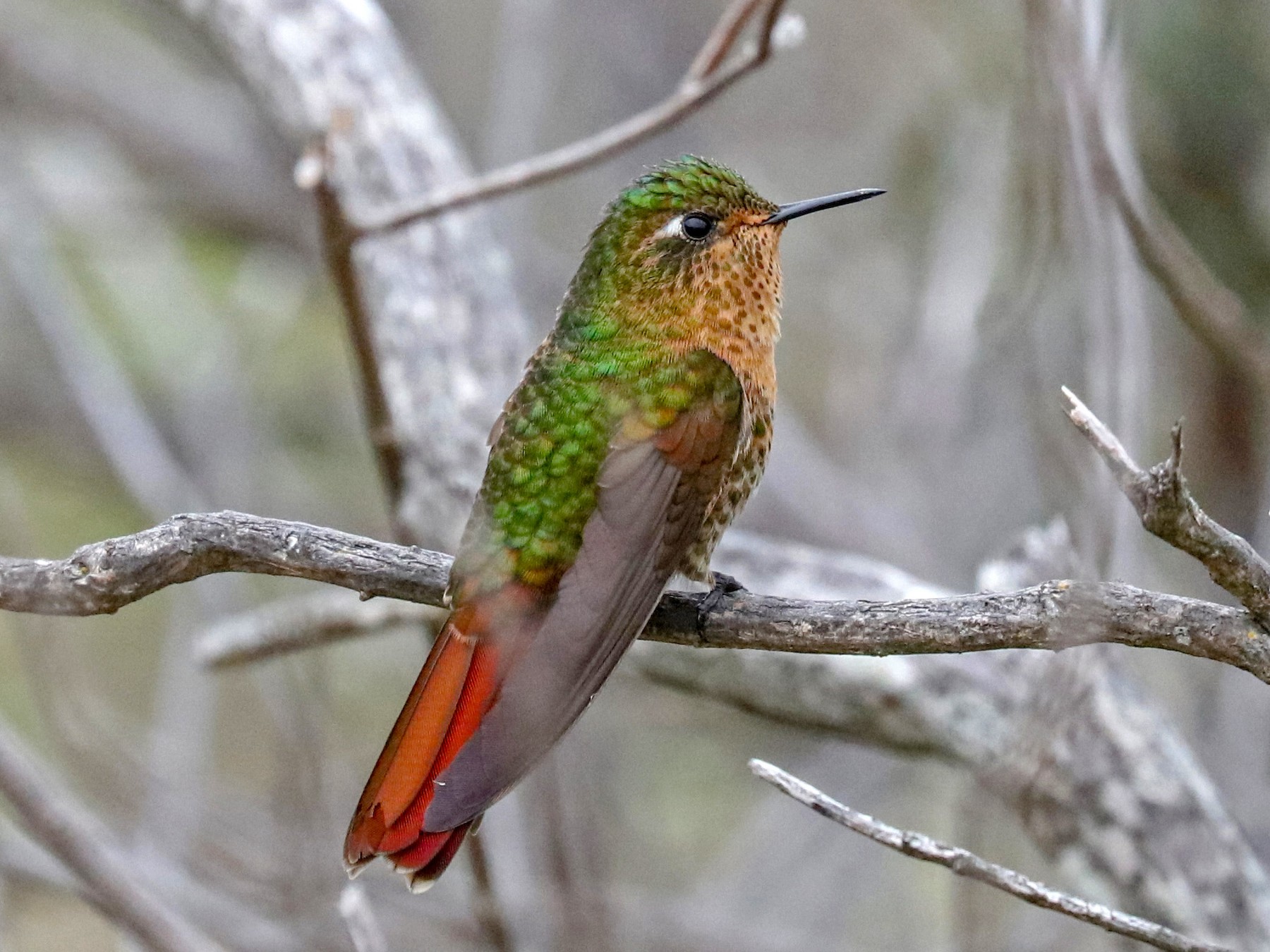 Perija Metaltail - eBird