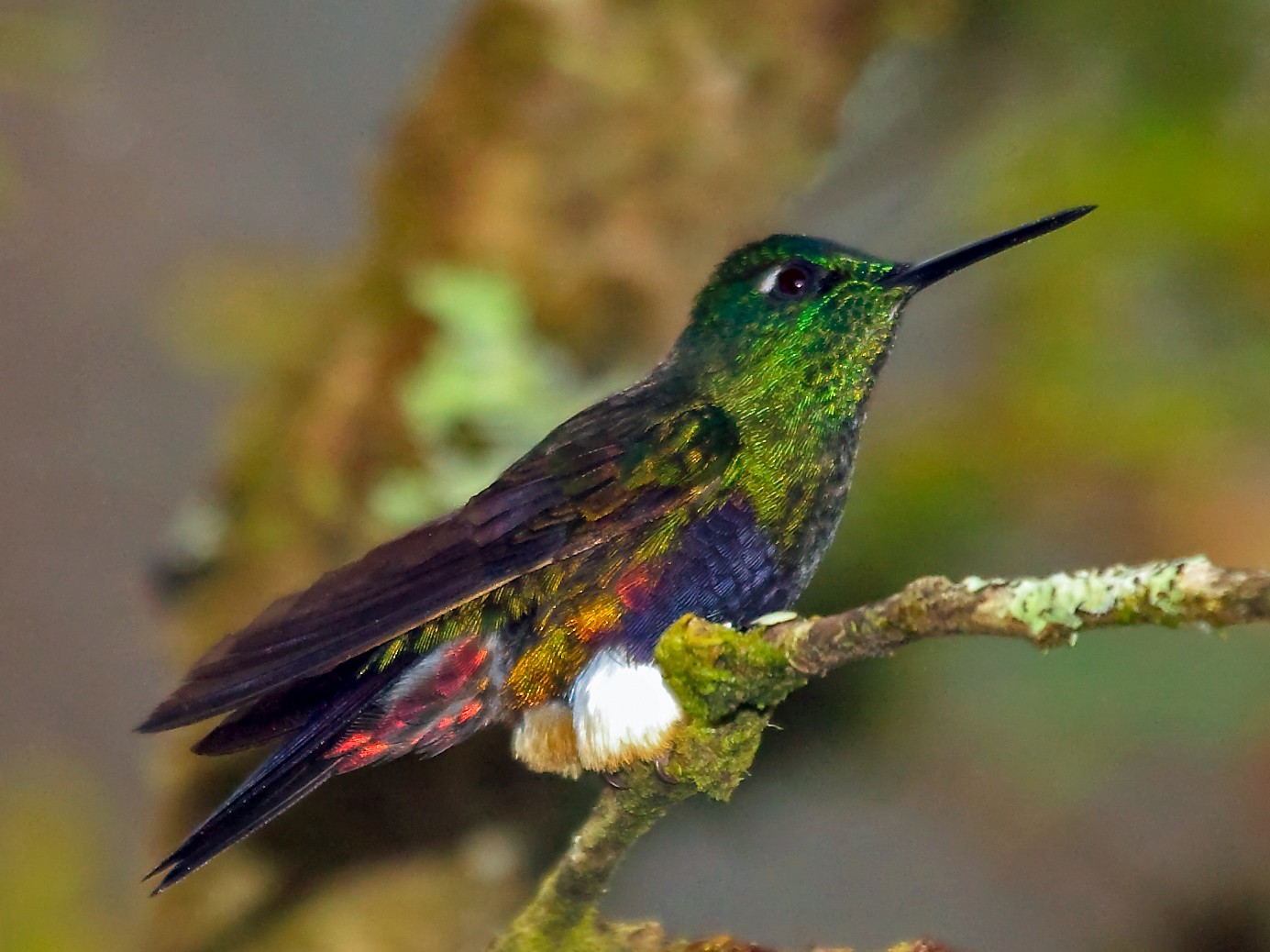 Colorful Puffleg - eBird