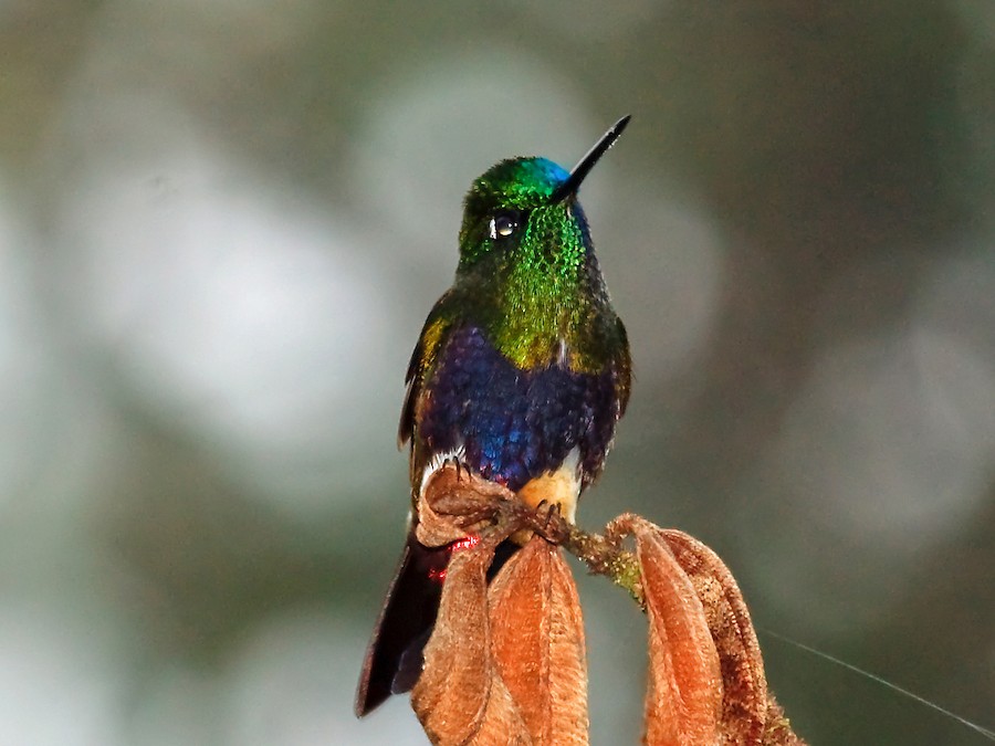 Colorful Puffleg - eBird