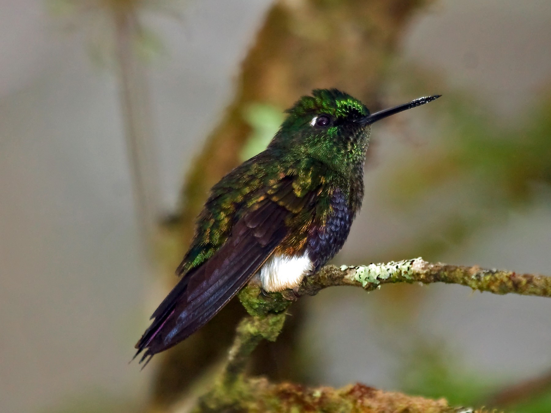 Colorful Puffleg - eBird