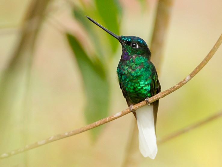 Inca coliblanco - eBird