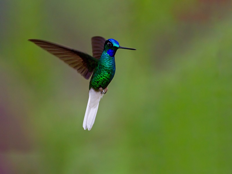 Inca coliblanco - eBird