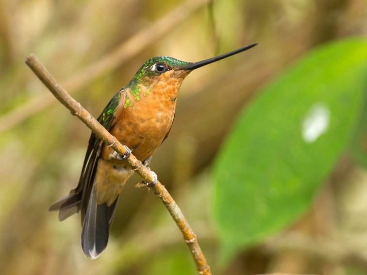 Inca coliblanco - eBird