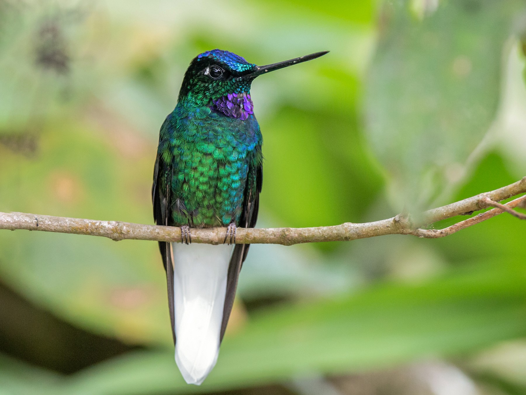 Inca coliblanco - eBird