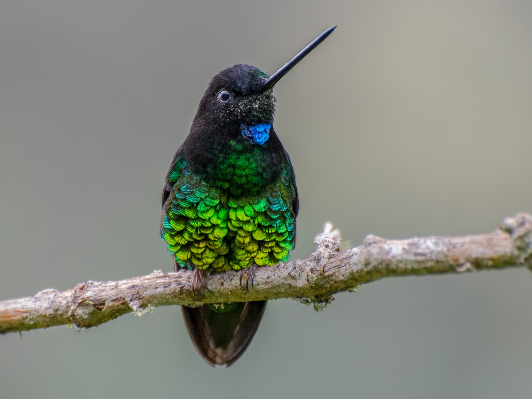 Inca de Antioquía - eBird