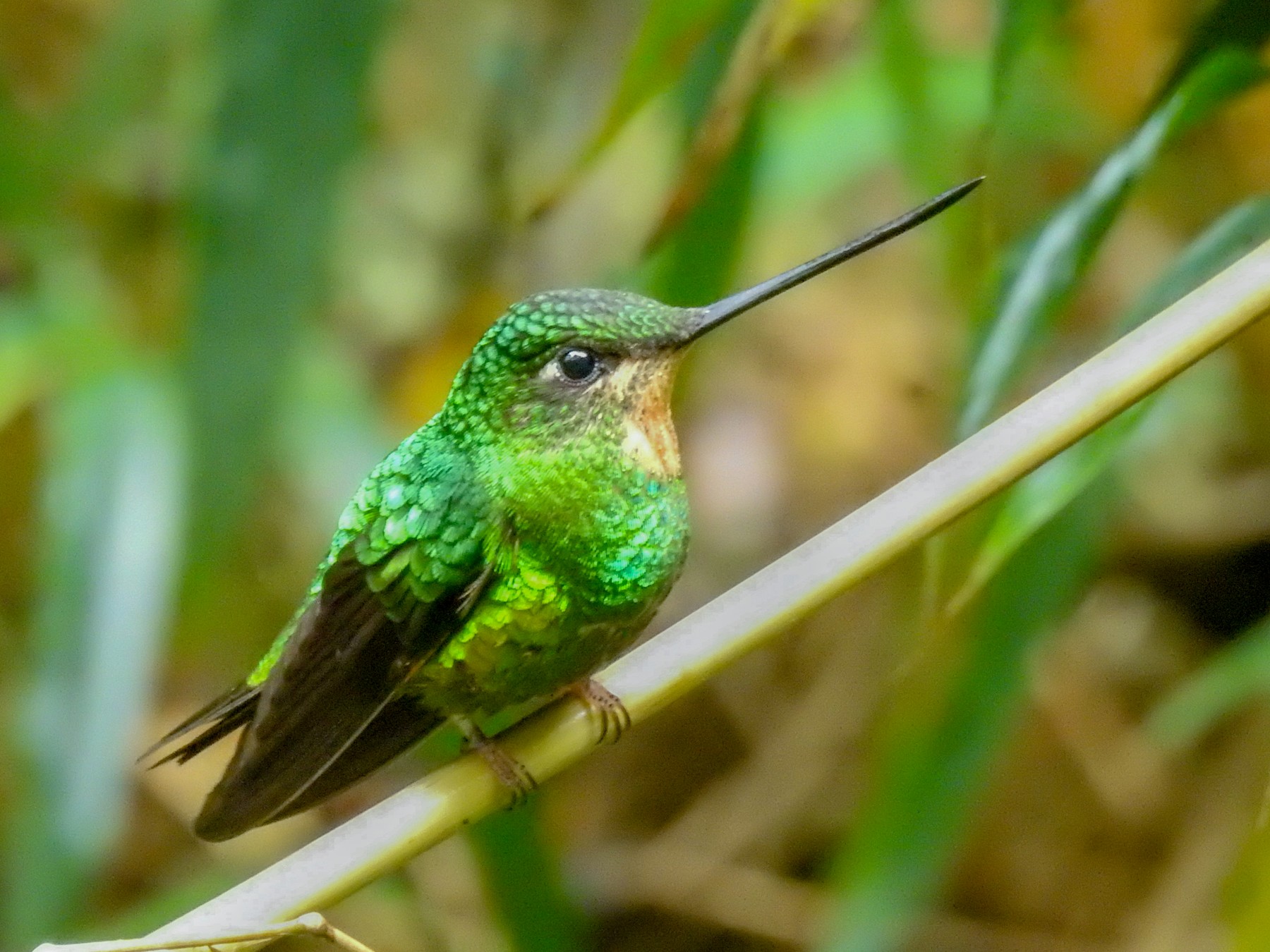 Dusky Starfrontlet - eBird