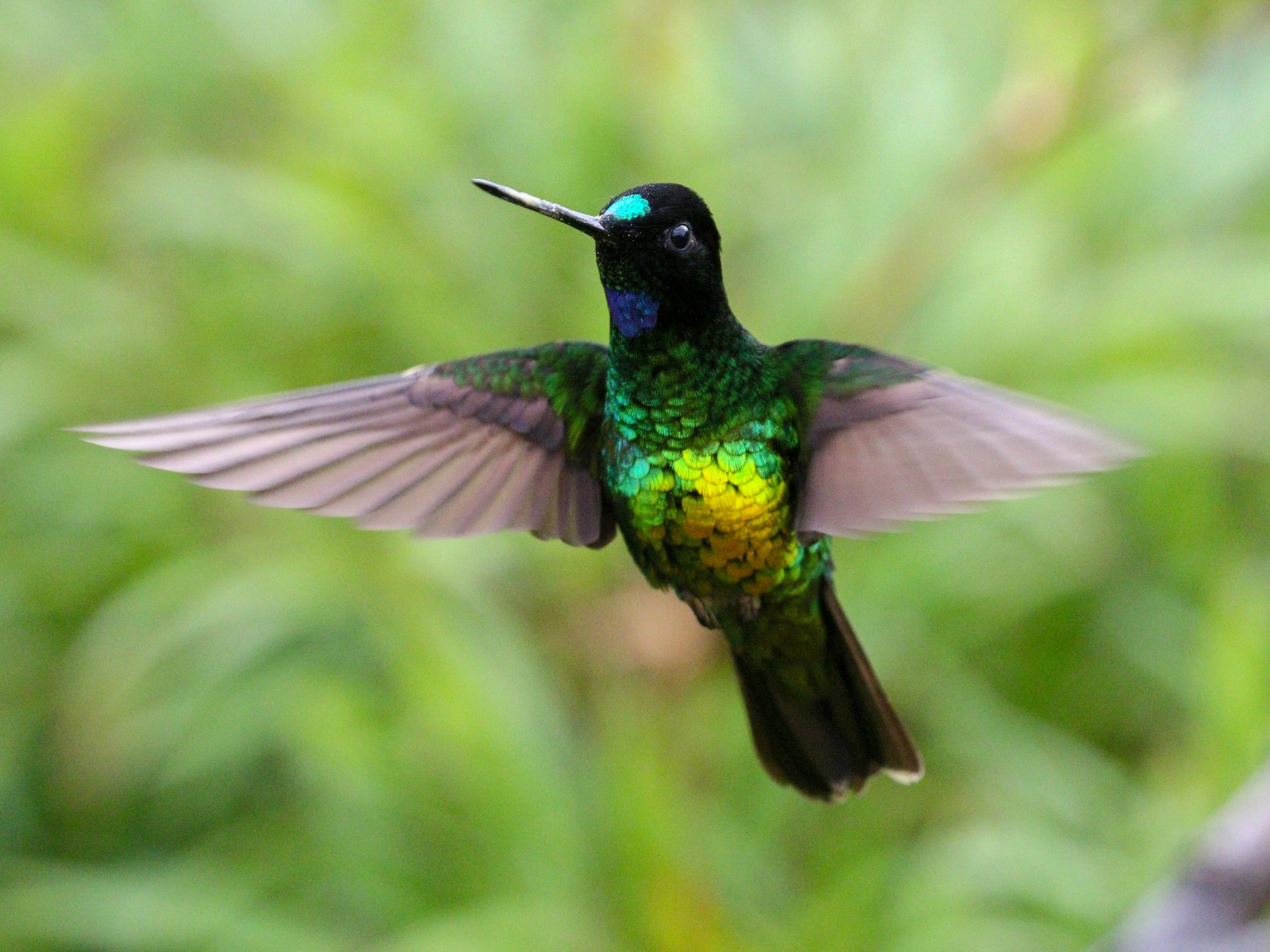 Dusky Starfrontlet - eBird