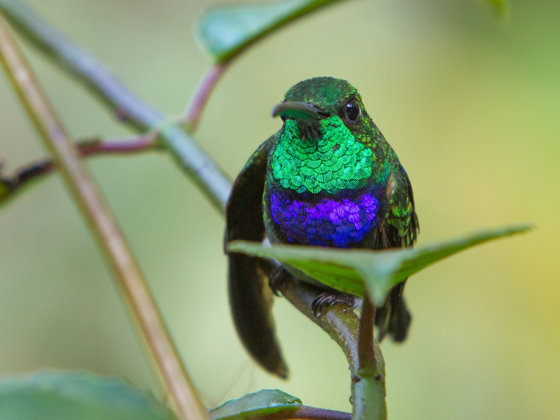 Violet-chested Hummingbird - eBird